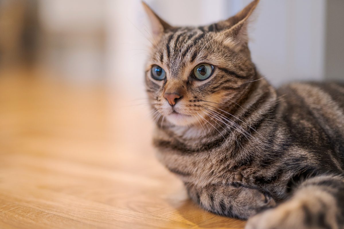 Dia Internacional do Gato: 5 dicas de cuidados para uma guarda ...